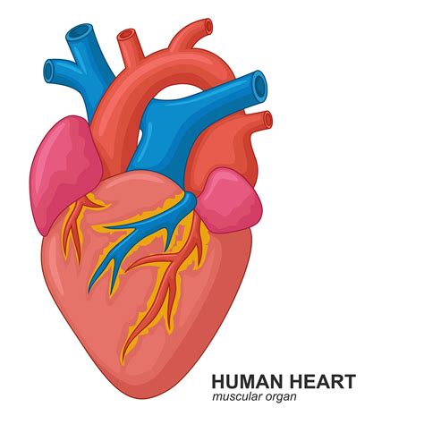 Dibujo De Corazn Con Alas Para Colorear Dibujos Para