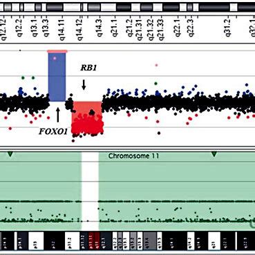 CGH SNP Microarray Results Showing A Whole Genomic View Demonstrating Download Scientific