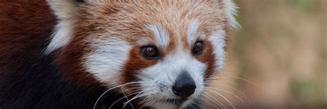 Firefox Dropping NPAPI Plugins By The End Of 2016except For Flash Ars Technica