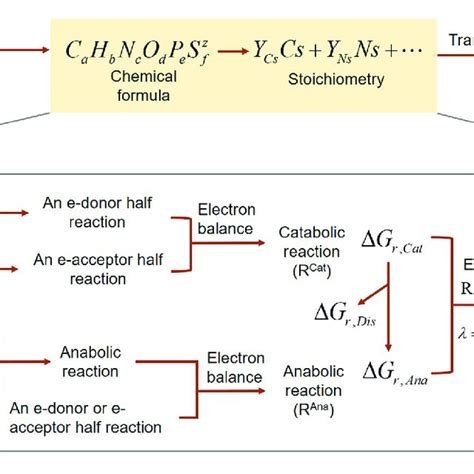 A Schematic Illustrating The Flows Of Building Substrate Explicit Download Scientific Diagram