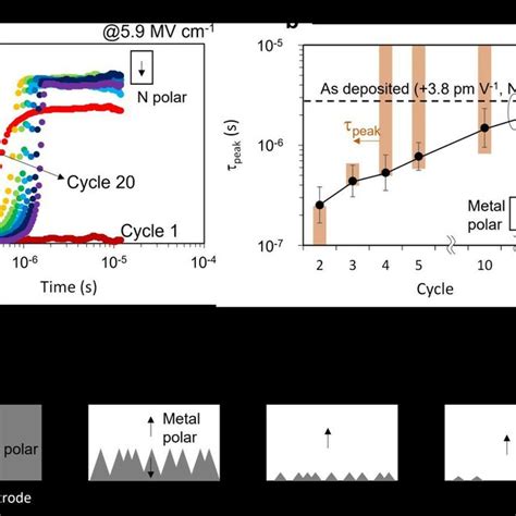 Evolution Of Switched Polarization Under Various Driving Electric