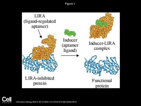 Controlling Protein Activity With Ligand Regulated Rna Aptamers Ppt Download