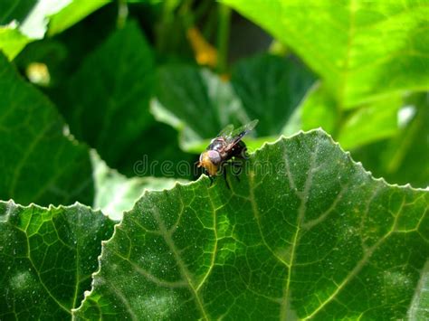 Insect On Leaf Edge Stock Image Image Of Botany Floral 15502555