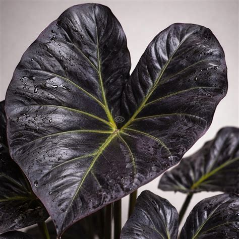 Colocasia Esculenta Royal Hawaiian Black Coral Elephant Ears Royal