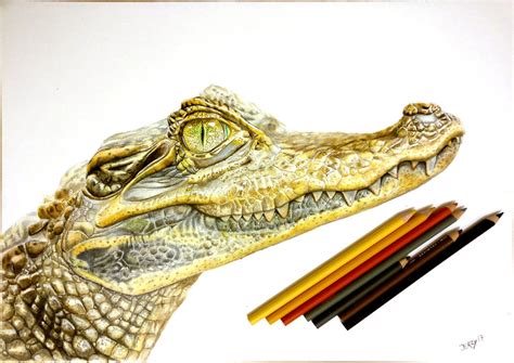 Crocodile Drawing At Getdrawings Free Download
