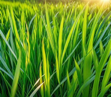 Sun And Shade Grass Seed Germination At Hattie Borrego Blog