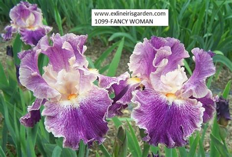 Fancy Woman Tall Bearded Iris Tb Exline Iris Garden