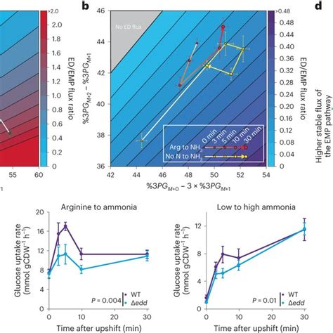 The Ed Pathway Flux Accelerates Faster Than The Emp Glycolytic Flux A