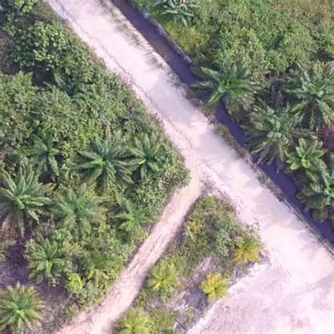 Palm Detection 4 Object Detection Dataset By Geoaimiqdam