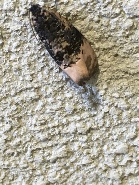 Hedya Separatana Hedya Separatana Picture Insect