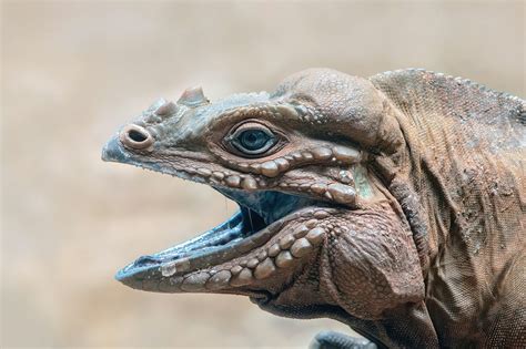 Photo By David Clode On Unsplash En 2024 Reptiles Y Anfibios