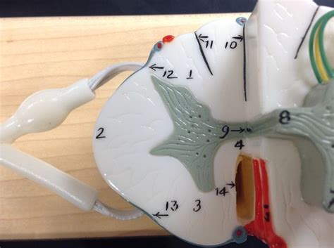 Anatomy Lab Spinal Cord Spinal Nerve Flashcards Quizlet