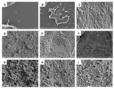5sem Micrographs Of Impact Fractured Surfaces Of A Neat Pla B Download Scientific Diagram