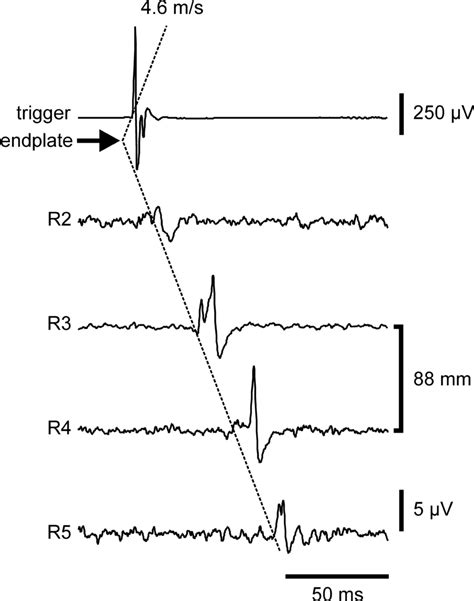 Locked Potentials Revealed By Spike Triggered Averaging From The Timing Download Scientific