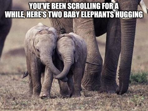 Elephant Love Meme