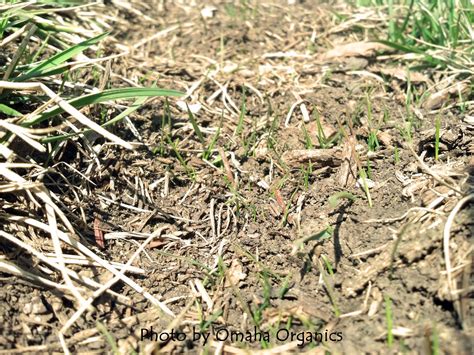 Dormant Seeding Of Turfgrass In Late Winter Missouri Environment And
