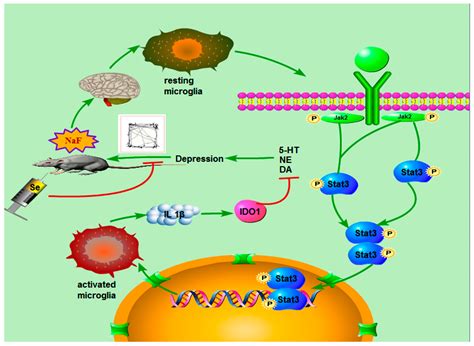 The Developments Of Surface Functionalized Selenium Nanoparticles And Their Applications In
