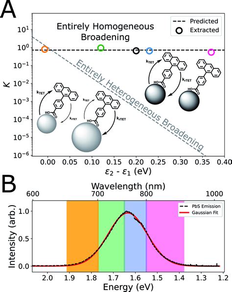Consideration Of The Role Of Qd Size Dispersity In Ensemble Dynamics Download Scientific