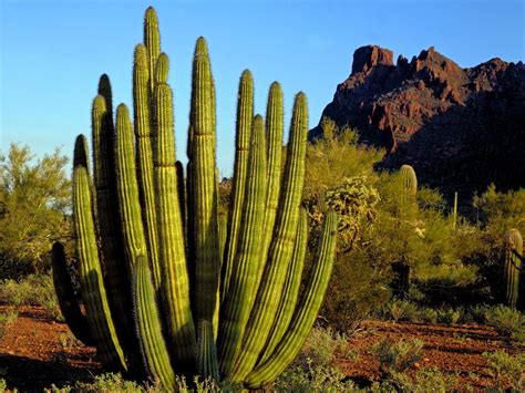 Gallery Convergent Evolution Of Cacti And Euphorbias
