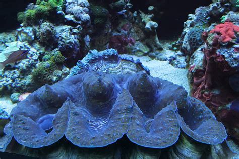 Giant Clam Coral Reef Aquarium Tridacna Photo Background And Picture