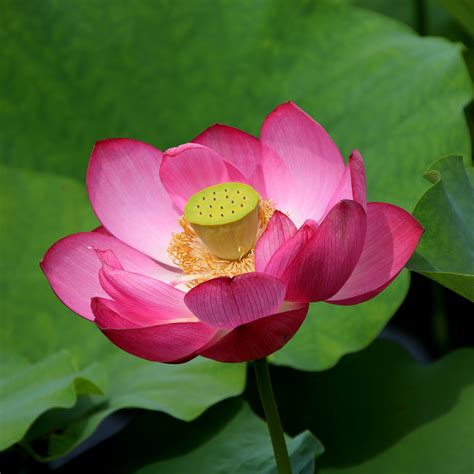 Teratai Bunga Tanaman Foto Gratis Di Pixabay Pixabay