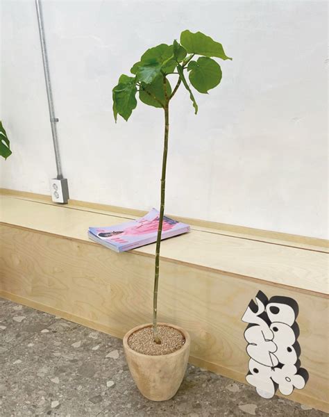 두왑플랜트 휘커스 움베르타 산소탱크 박지성 식물 카페에서 키우기 쉬운 플랜테리어 위시버킷