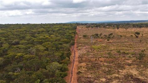 Our Favourite Trees Rhizophora Species Weforest