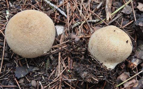 Pet De Llop El Medi Natural Del Bages I Del Moianès