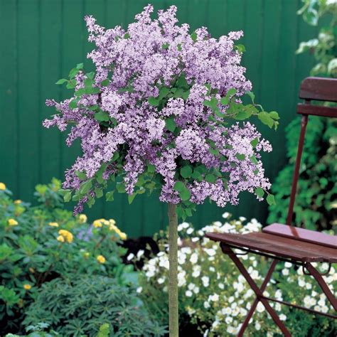 Dwarf Korean Lilacs Trees Sizes Palibin Lilac Tree Syringa Meyeri