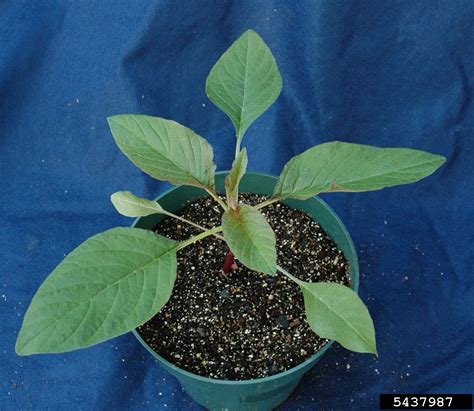 Palmer Amaranth Amaranthus Palmeri S Wats