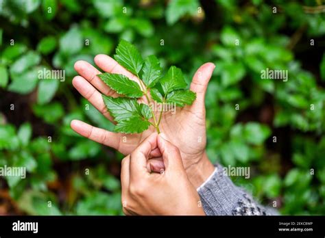 Hand Holding Palm Leaf Hi Res Stock Photography And Images Alamy