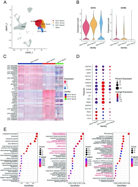 Examination Of Subclusters Of Monocyte Cells In Ha Stimulated Pbmcs