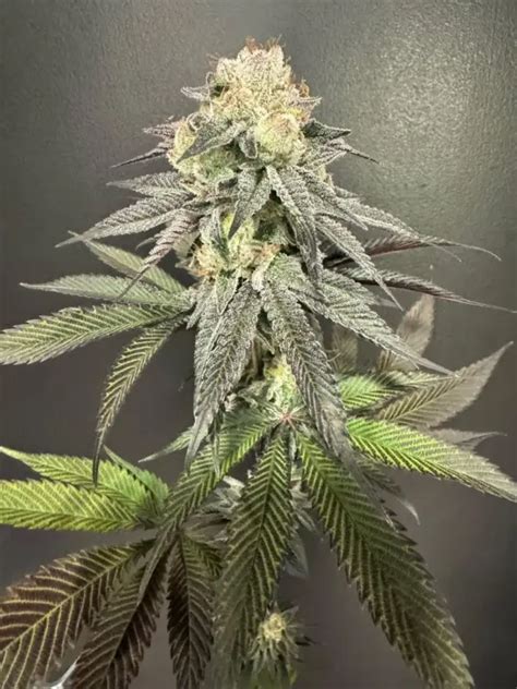 Discover Sex Melon Growers Notes From Triple333grow Genetics Buy