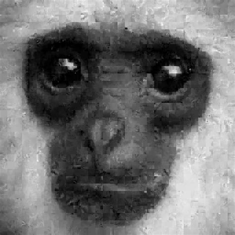 Fractal Image Compression