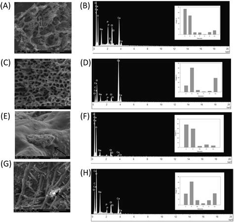 Sem And Edx Analysis Of Bg A And C And Cg B And D Without Cells