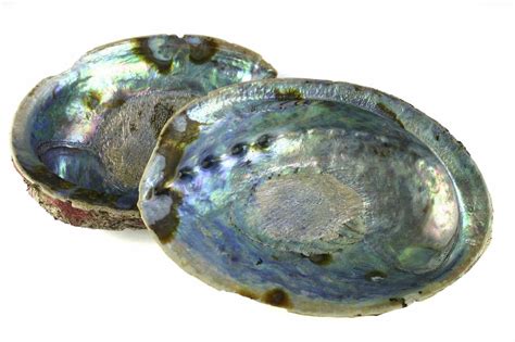 Abalone Shell Meanings Properties And Uses CrystalStones Com