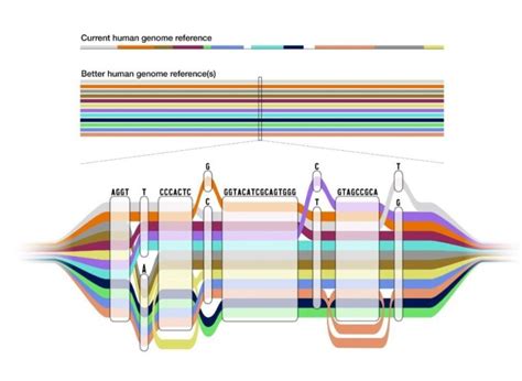 Superdna On Linkedin Genome Pangenome Diversity Genomics Geneticdiversity Pangenome Hprc