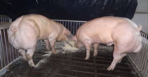 Genetically Mutated Animals