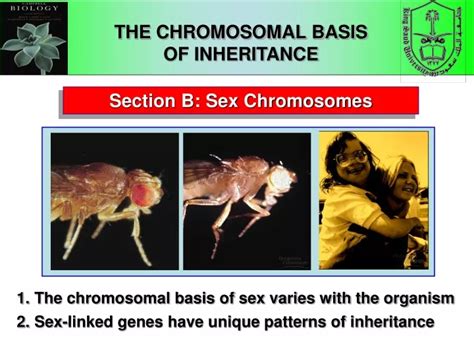 Ppt Understanding Chromosomal Basis Of Inheritance And Sex Linked