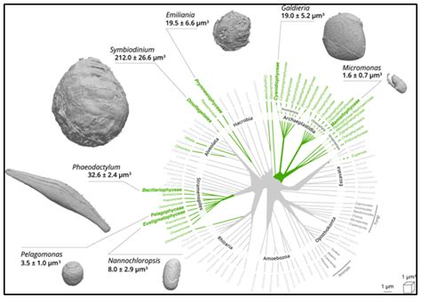 Subcellular Structure Analysis Creative Biostructure