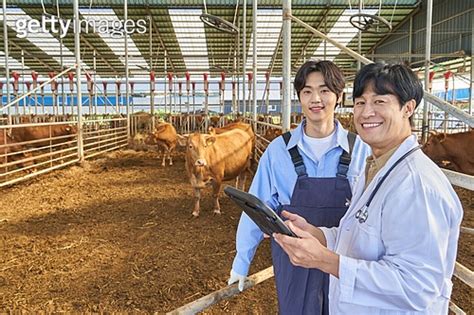 소농장 농촌직업 가축 축산업 농업 수의사 한우 소 농부 농촌직업 이미지 Jv13106593 게티이미지뱅크