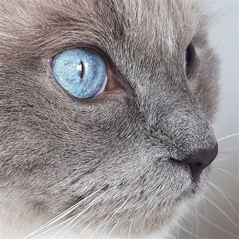 Ragdoll Cats With Stunning Blue Eyes