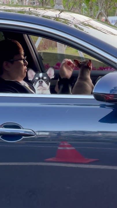 귀여운 두더지 3마리 ️‍🔥 Youtube