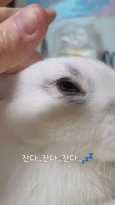 잠들듯말듯 아기토끼크림이 💤 아기토끼 귀여운토끼 토끼키우기 Youtube