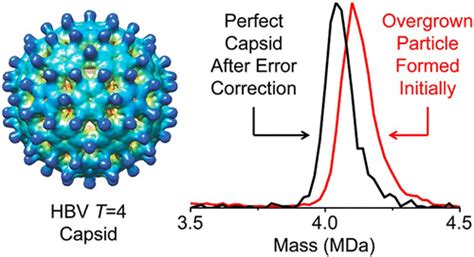 Hepatitis B Virus Capsid Completion Occurs Through Error Correction Journal Of The American