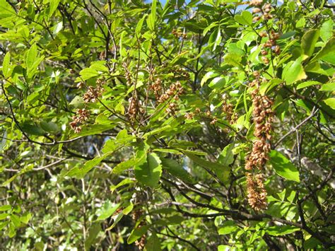 NZ SMALL TREES The Trees Flowers Of Whangarei
