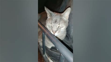 Silly Cat Cat Tabbycat Tabby Goofycat Greycats Catlover Youtube