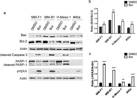 Effects Of Bor On Regulators And Markers Of Apoptosis A Western