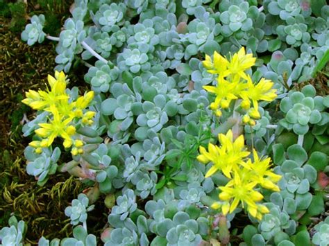 Sedum Spathulifolium Broadleaf Stonecrop World Of Succulents