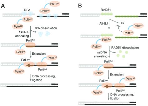 Models Of Polθ‐helicase Activity During End‐joining A Model Of Download Scientific Diagram